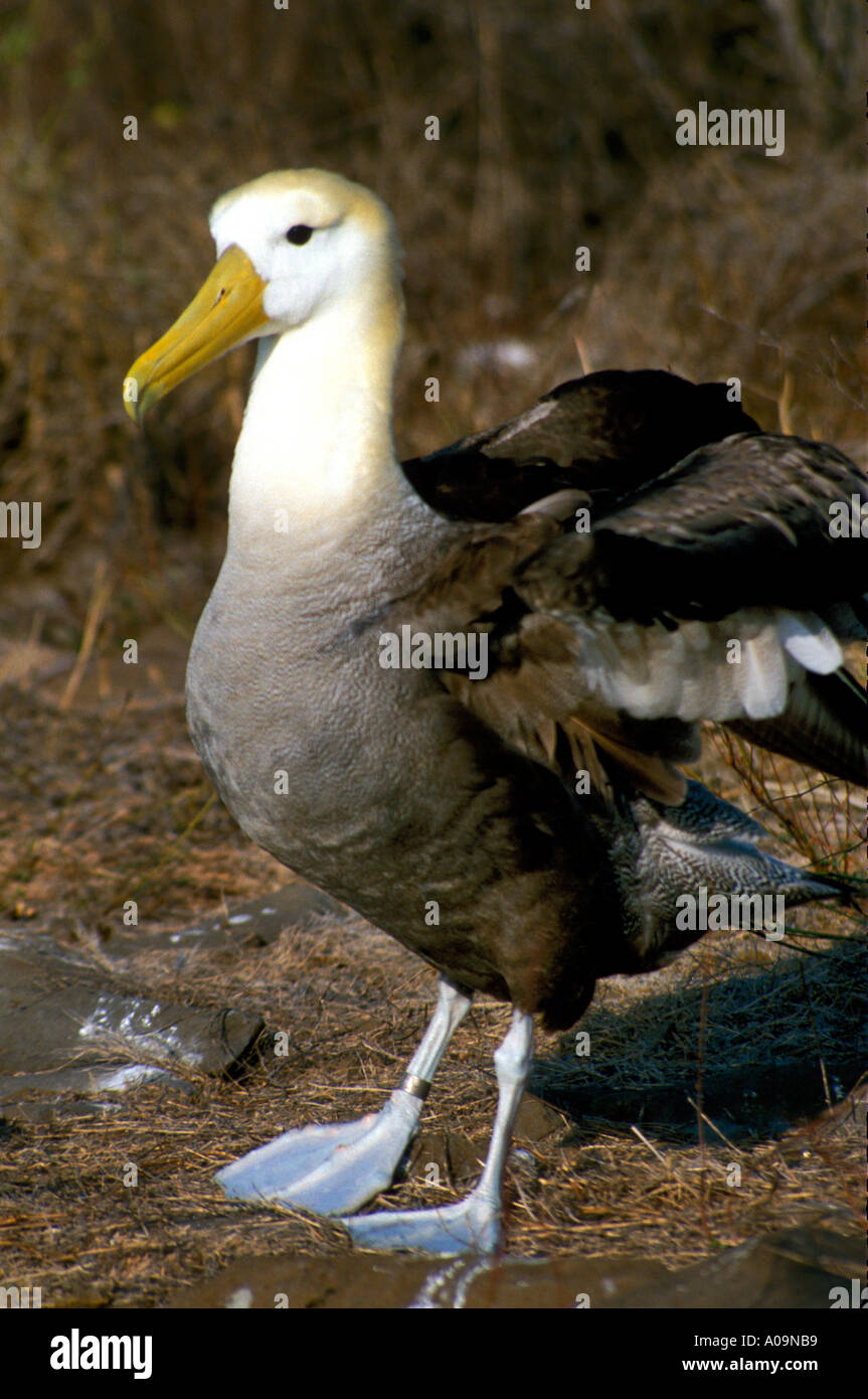 Ba3 hi-res stock photography and images - Alamy