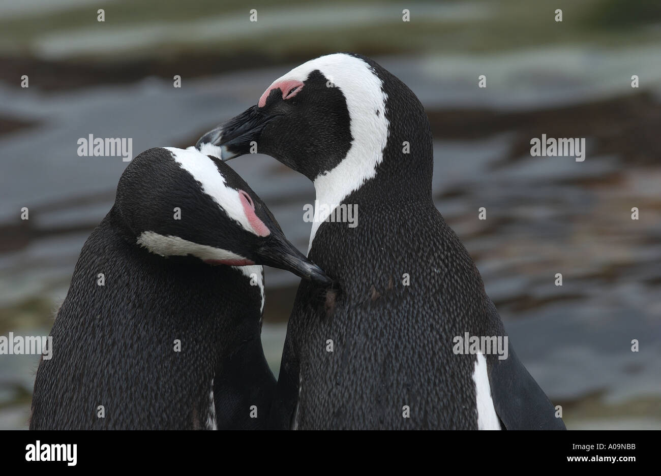 Pair of African Penguins preening each other South Africa Stock Photo ...