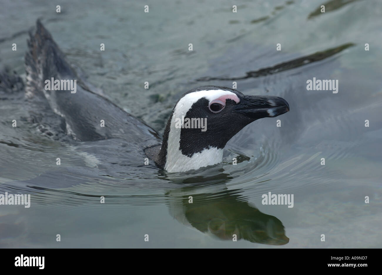 African Penguin swimming South Africa Stock Photo - Alamy