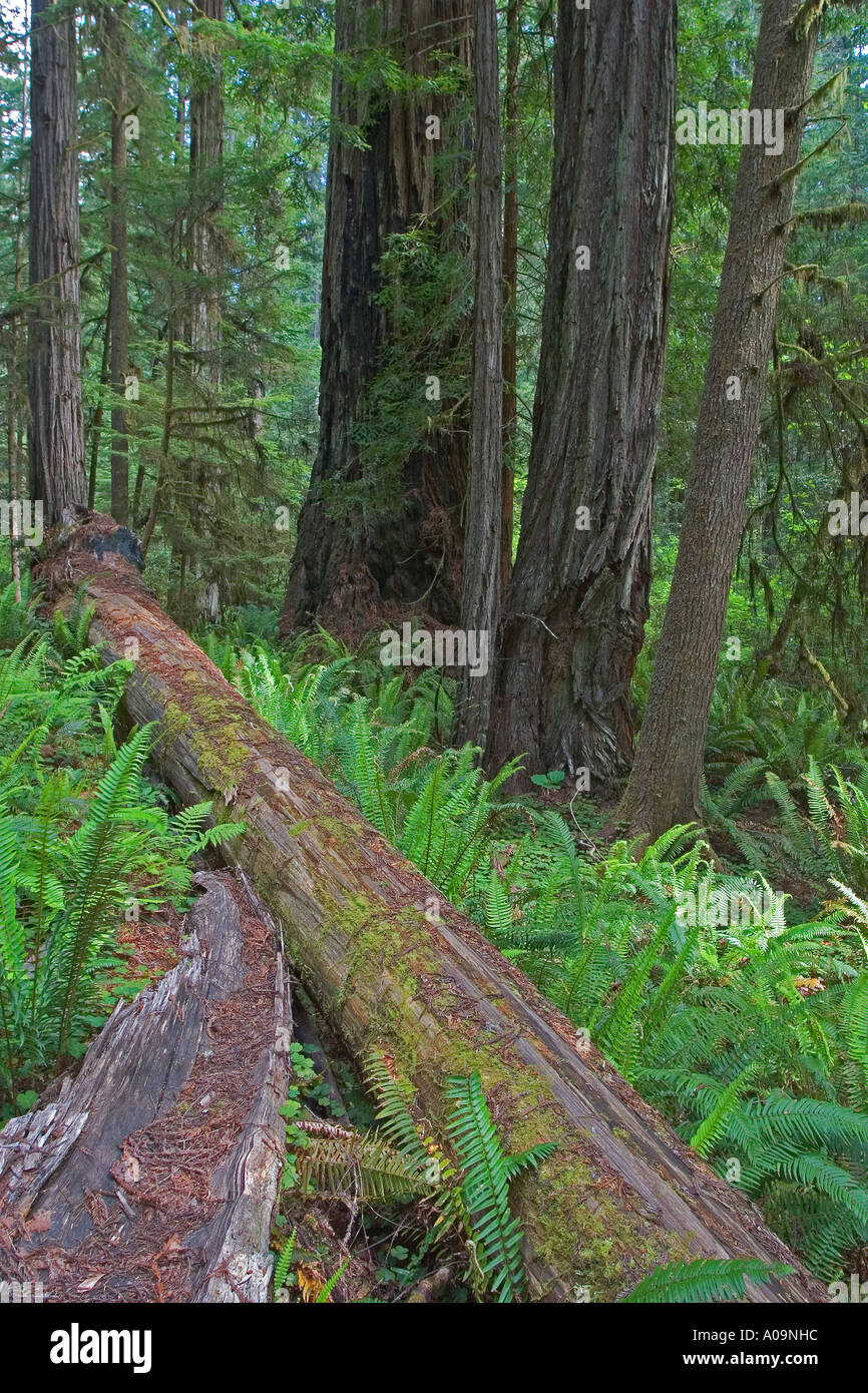 Redwood forest Northern California Stock Photo - Alamy