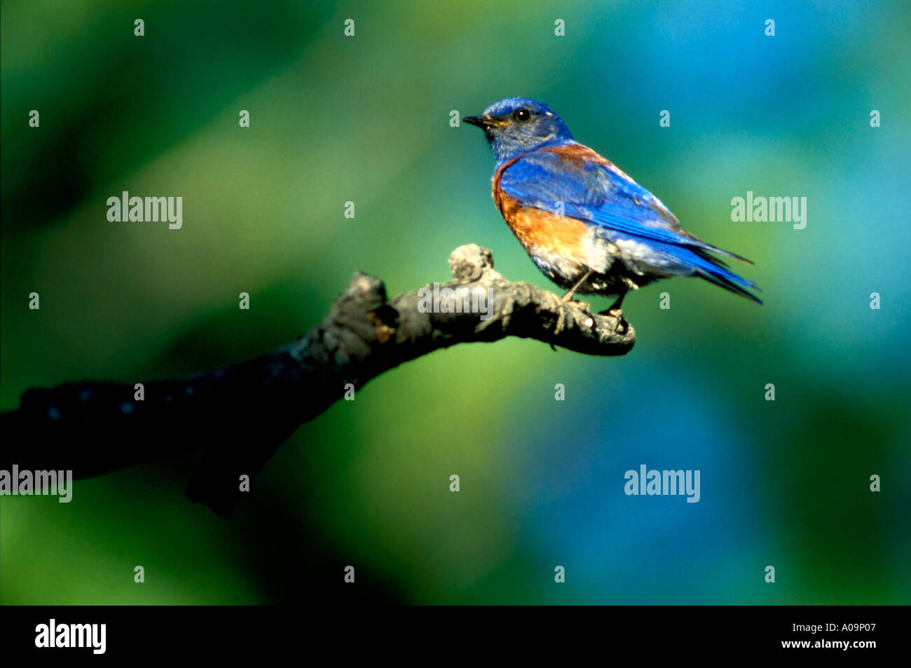 Bluebird bluebird hi-res stock photography and images - Alamy