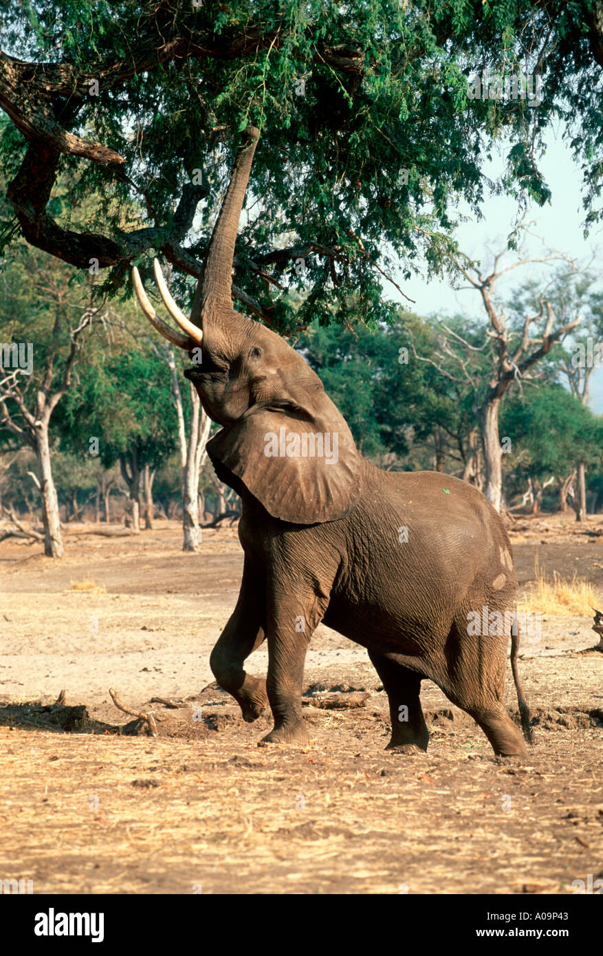 Elephant reaching for food hi-res stock photography and images - Alamy