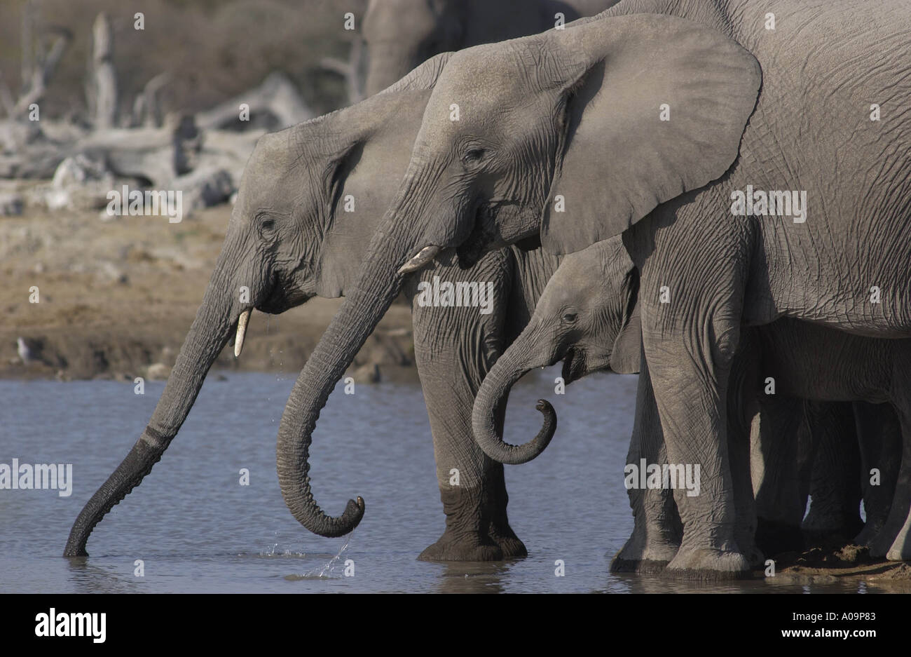 Three tusks hi-res stock photography and images - Alamy