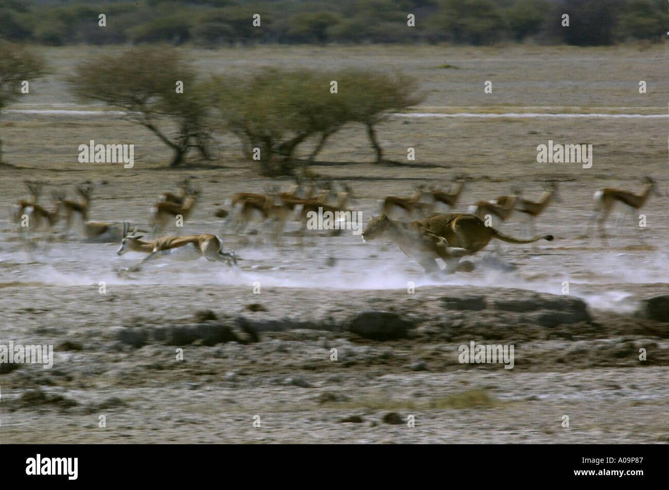 Springbok chase hi-res stock photography and images - Alamy
