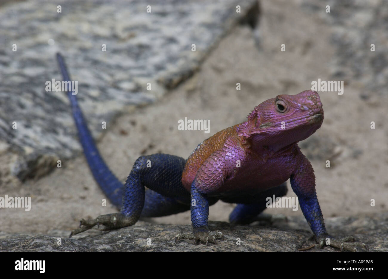 Strong lizard hi-res stock photography and images - Alamy