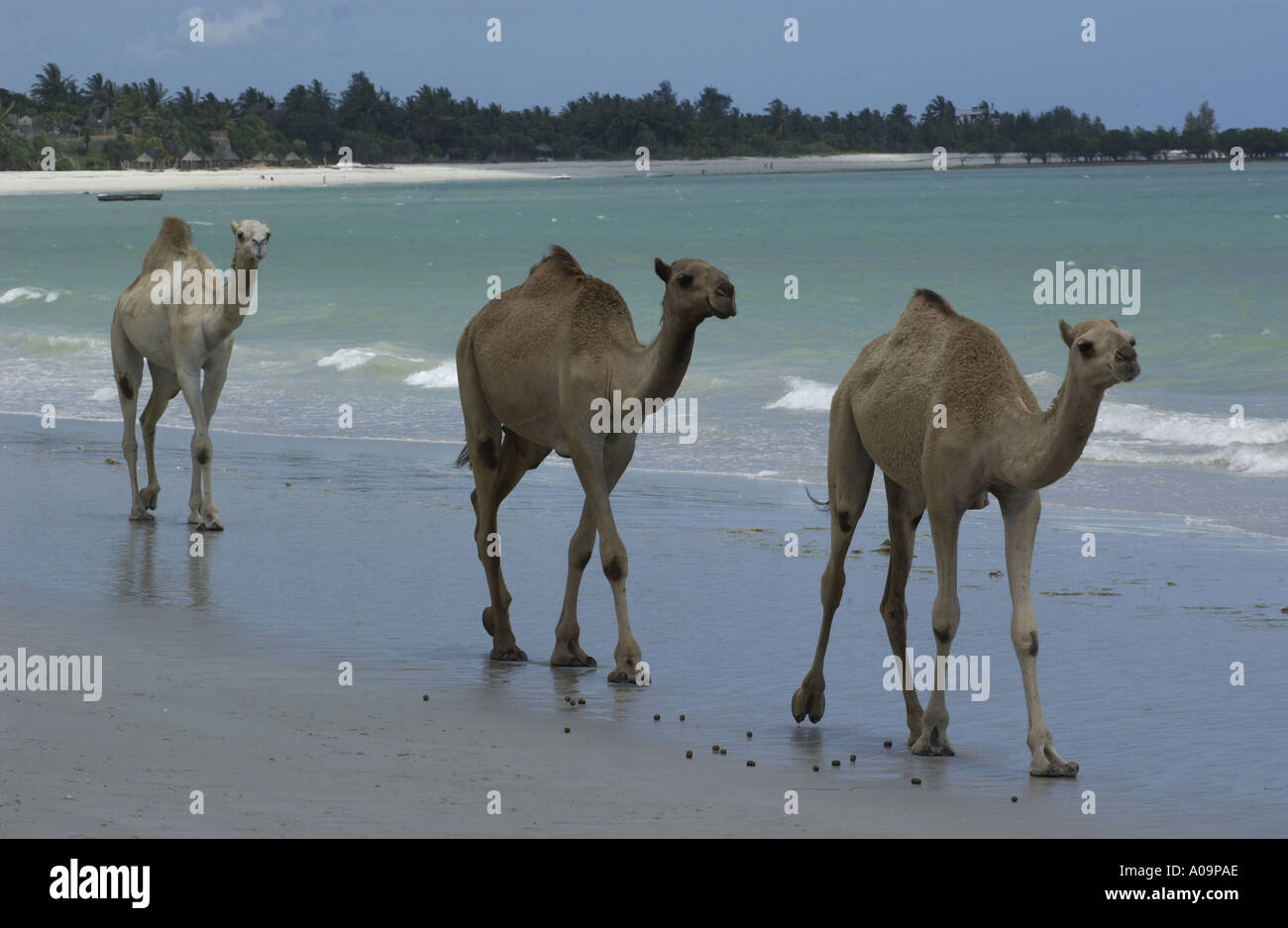 Camels on beach hi-res stock photography and images - Alamy