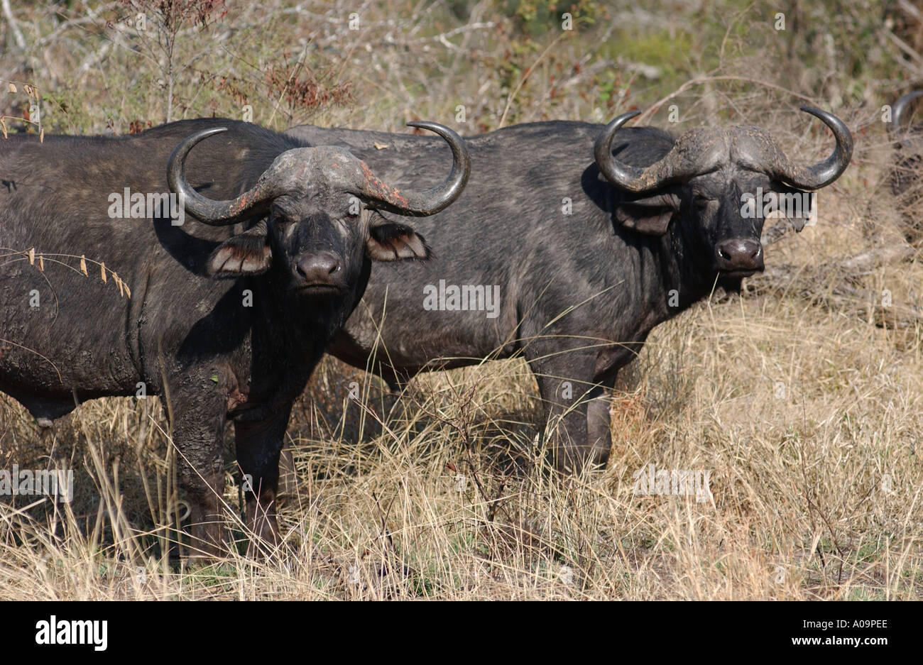 Strong buffalo hi-res stock photography and images - Alamy