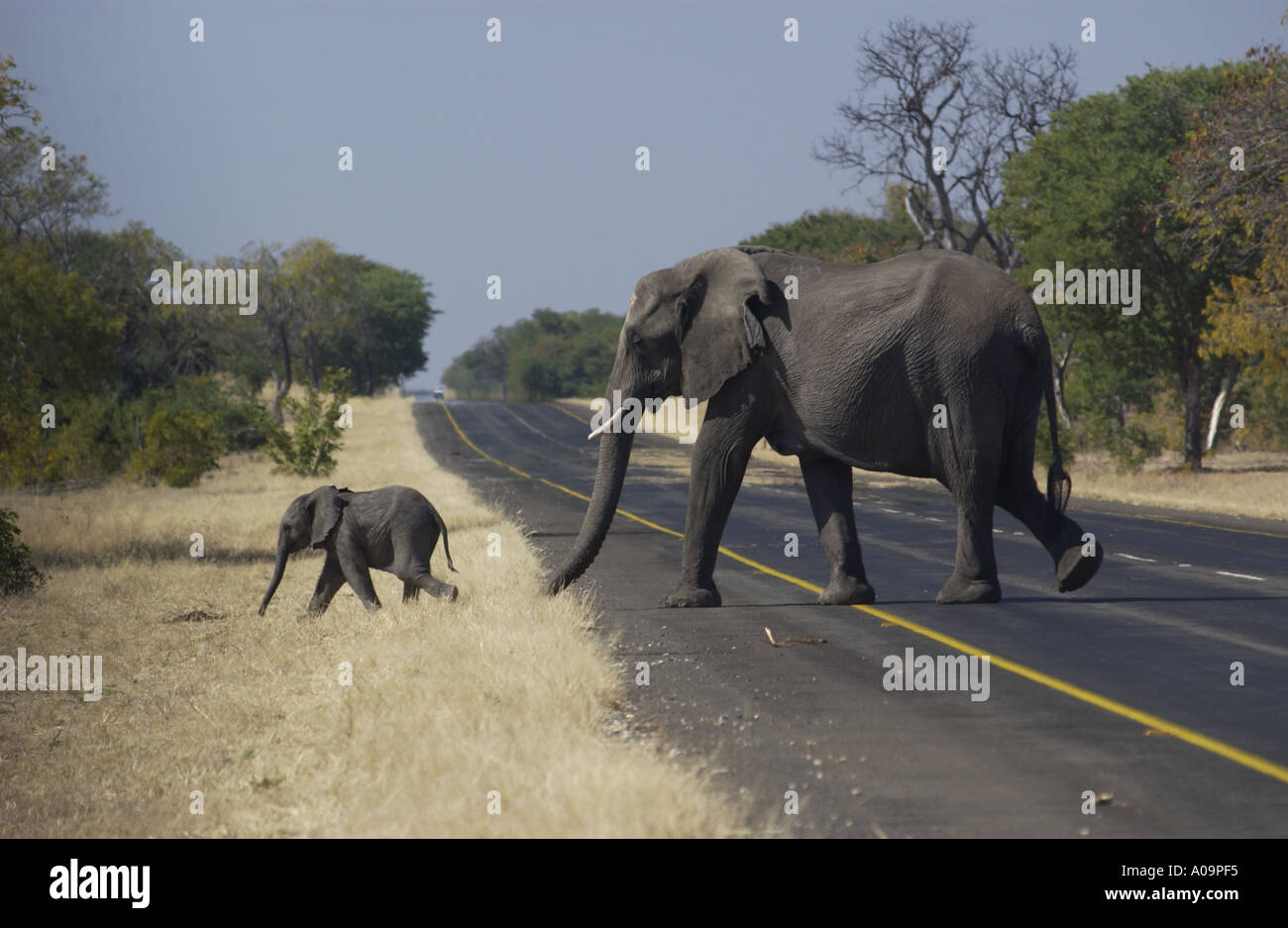 Mother crossing road hi-res stock photography and images - Alamy