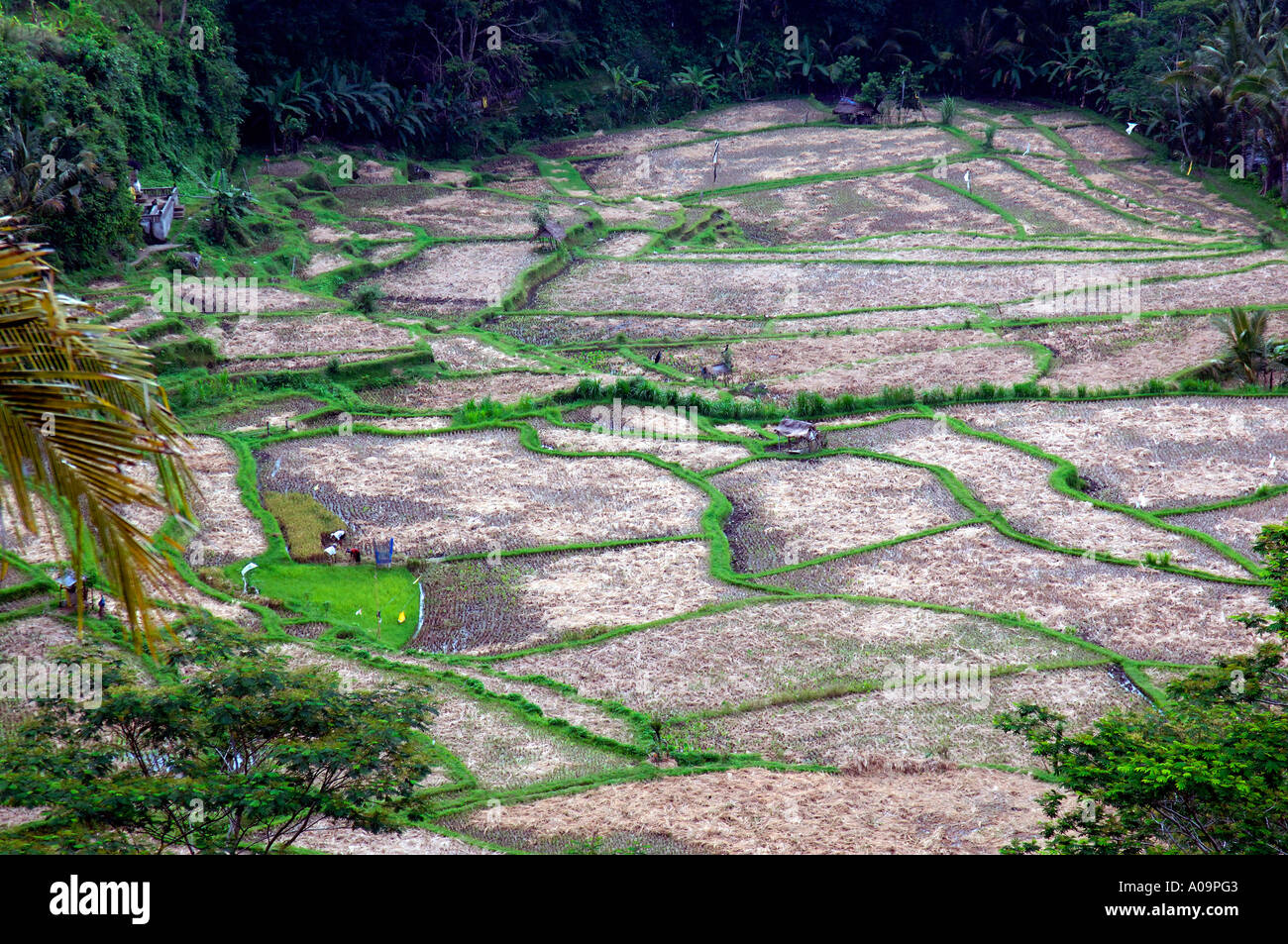 Ayung terrace indonesia hi-res stock photography and images - Alamy