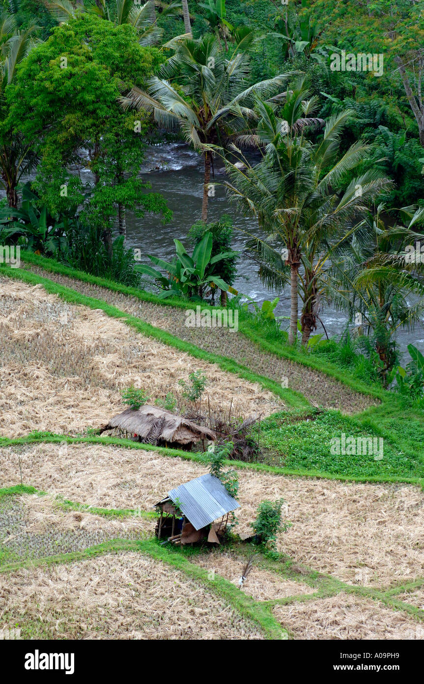 Rice terraces, Ayung River gorge, Ubud, Bali Indonesia Stock Photo - Alamy