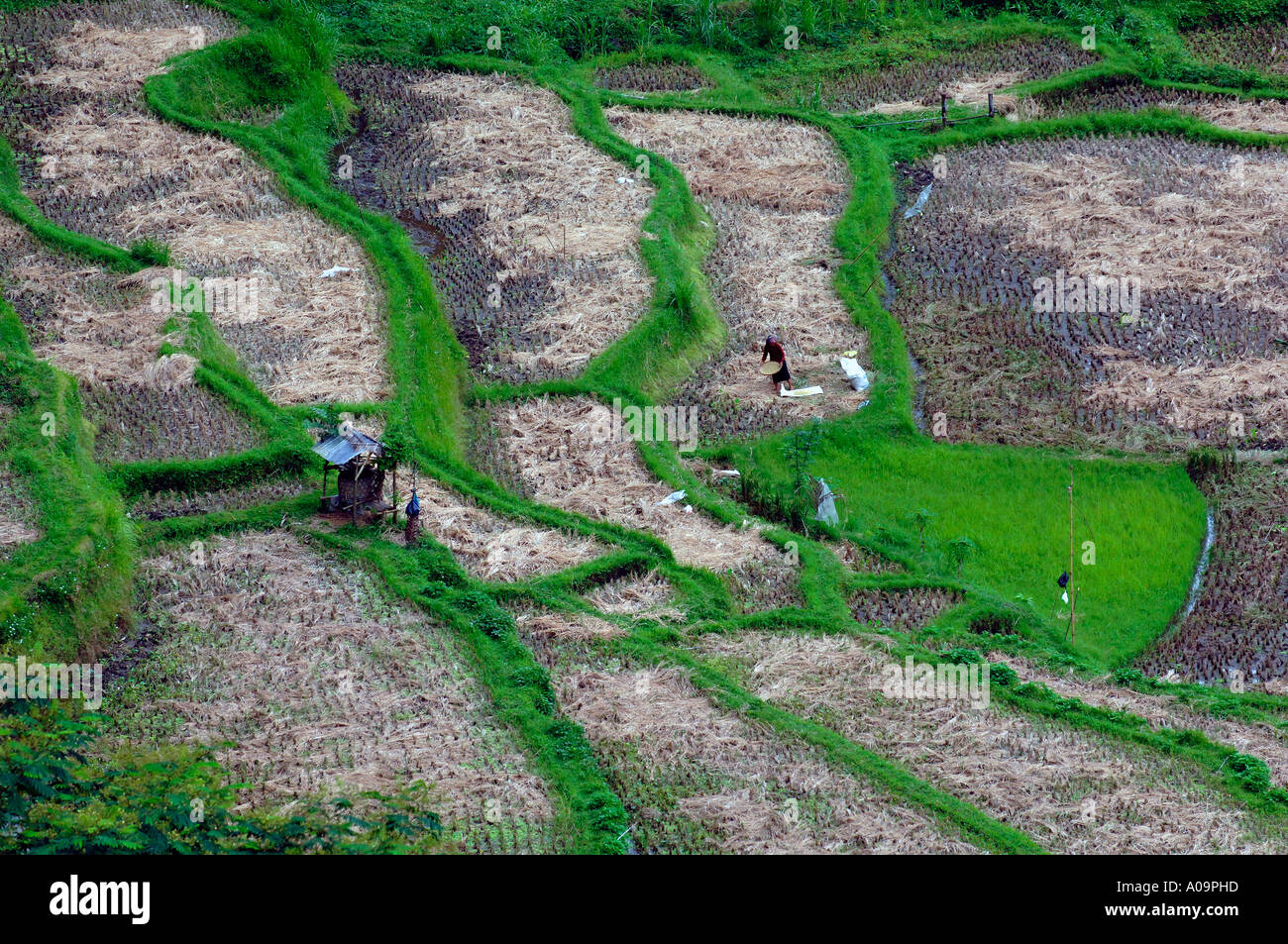 Rice terraces, Ayung River gorge, Ubud, Bali Indonesia Stock Photo - Alamy