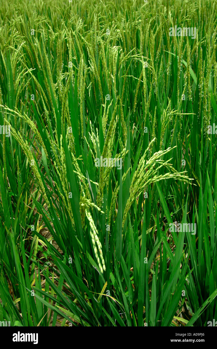 Rice growing, rice fields, Bali Indonesia Stock Photo - Alamy