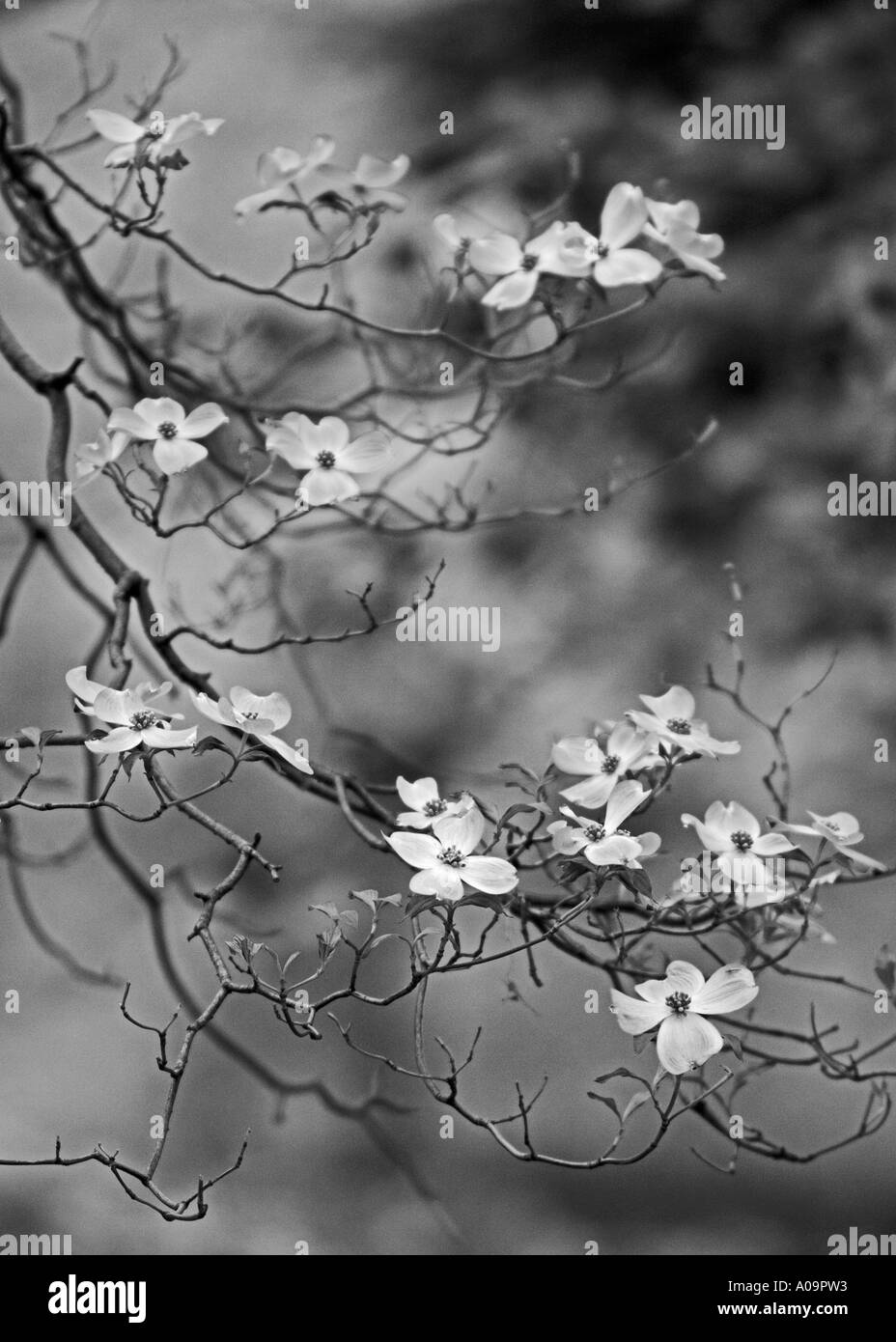 Early spring flowers blooming Black and White Stock Photos & Images - Alamy