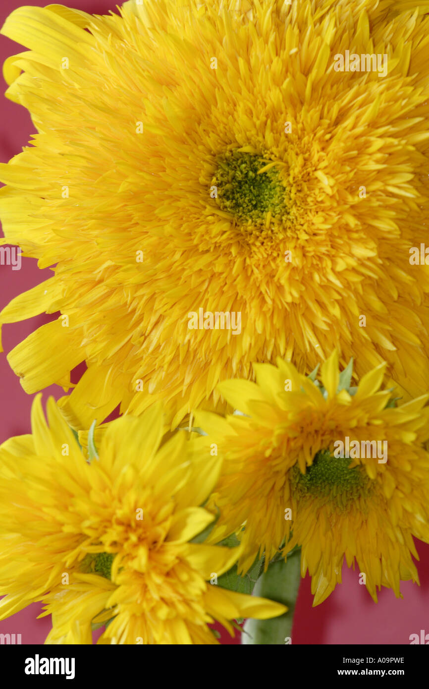 Dwarf Yellow Sunflower shot in studio with red background Stock Photo ...