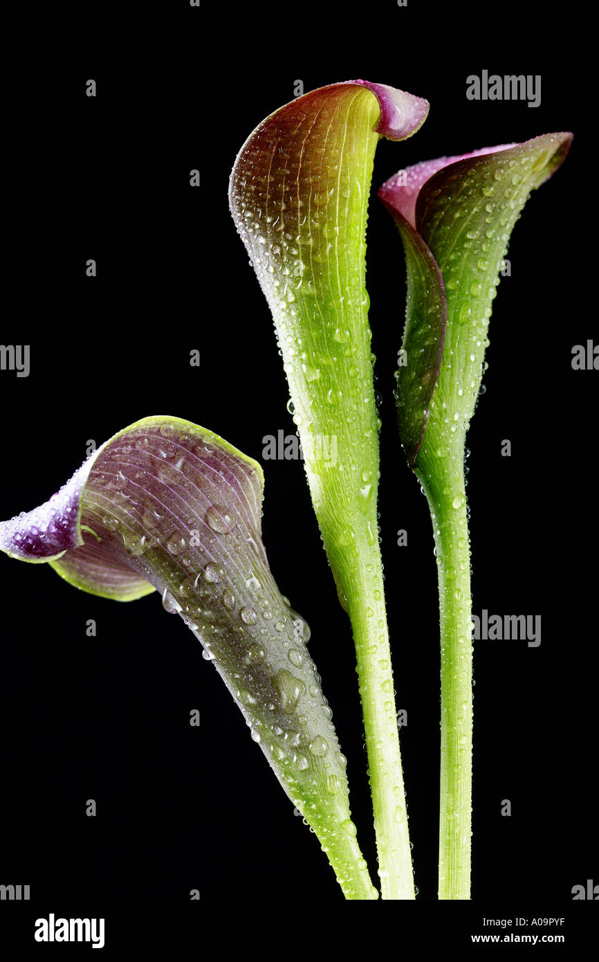 three calla lilies Stock Photo - Alamy