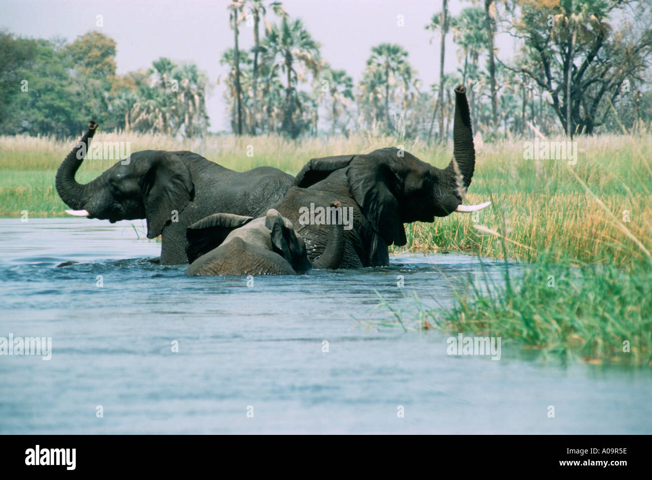 Elephant ballet hi-res stock photography and images - Alamy