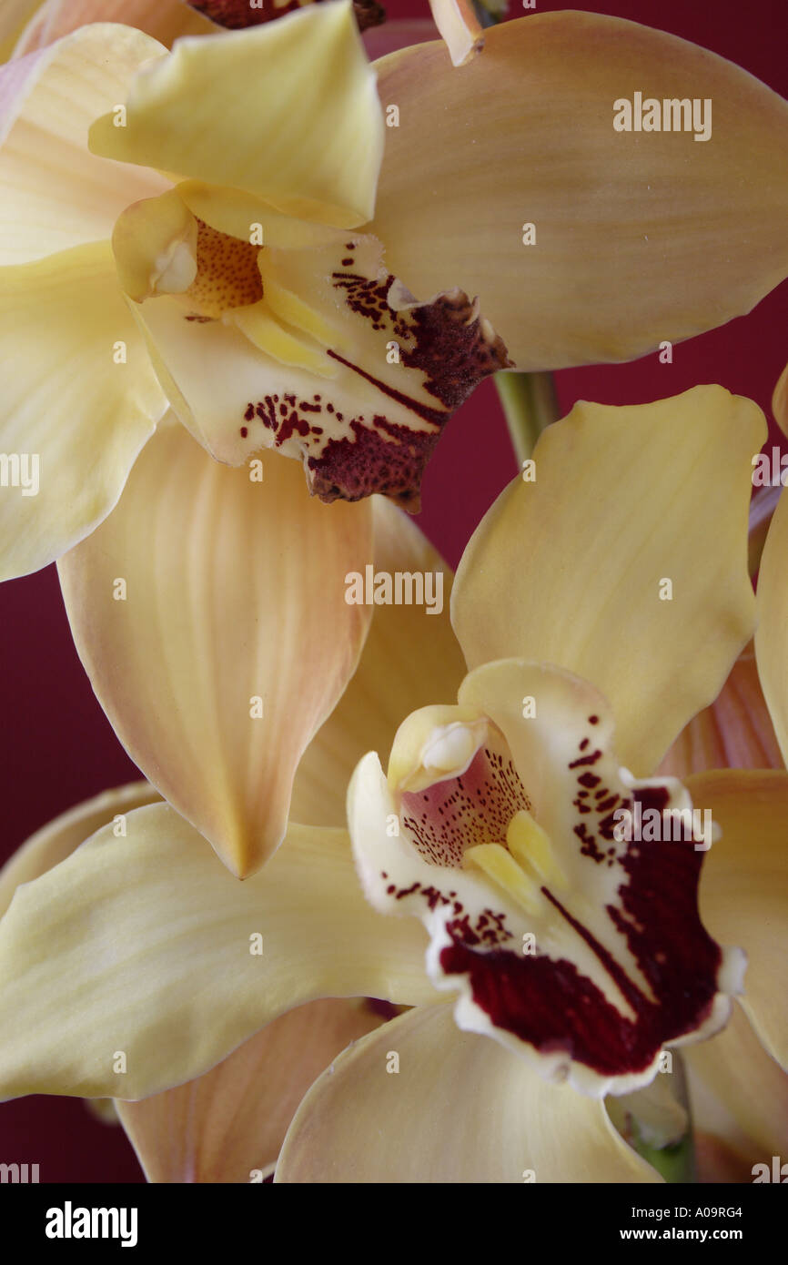 Cymbidium orchids in close up arrangement Stock Photo - Alamy