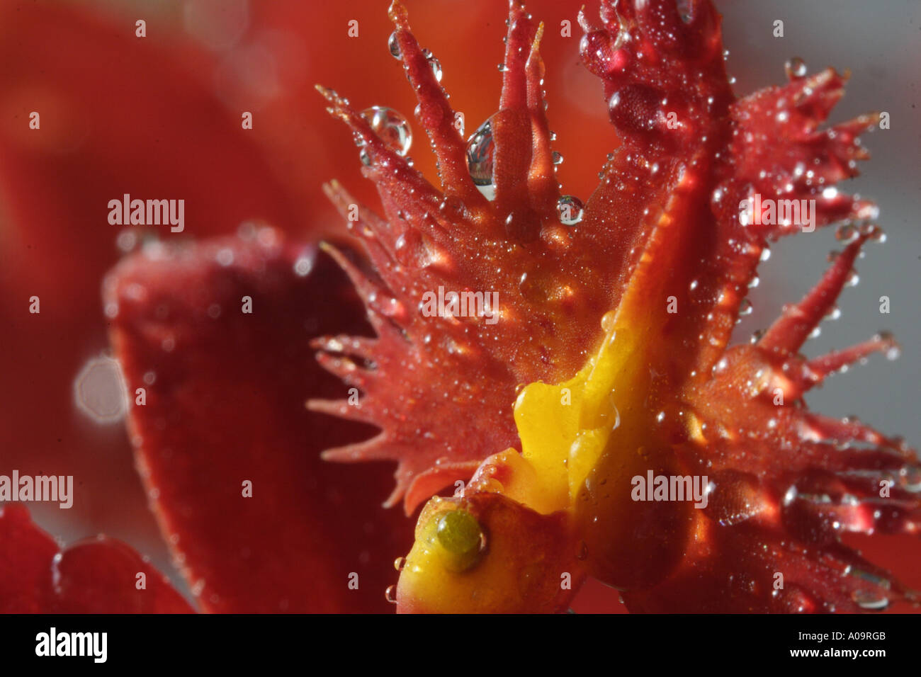 Red epidendrum orchid hi-res stock photography and images - Alamy