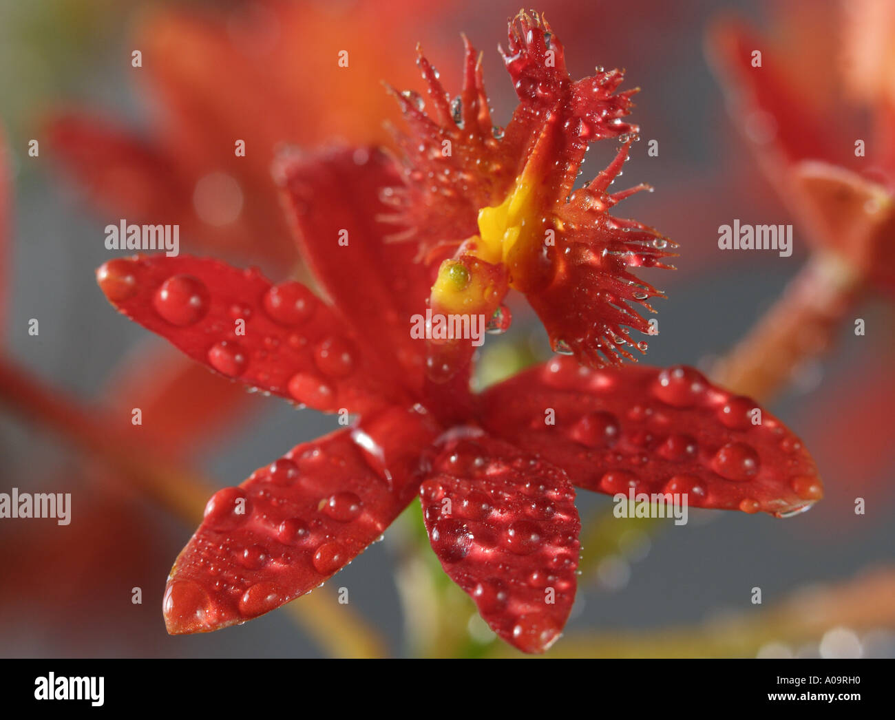 close up with water drops of red epidendrum orchid Stock Photo - Alamy