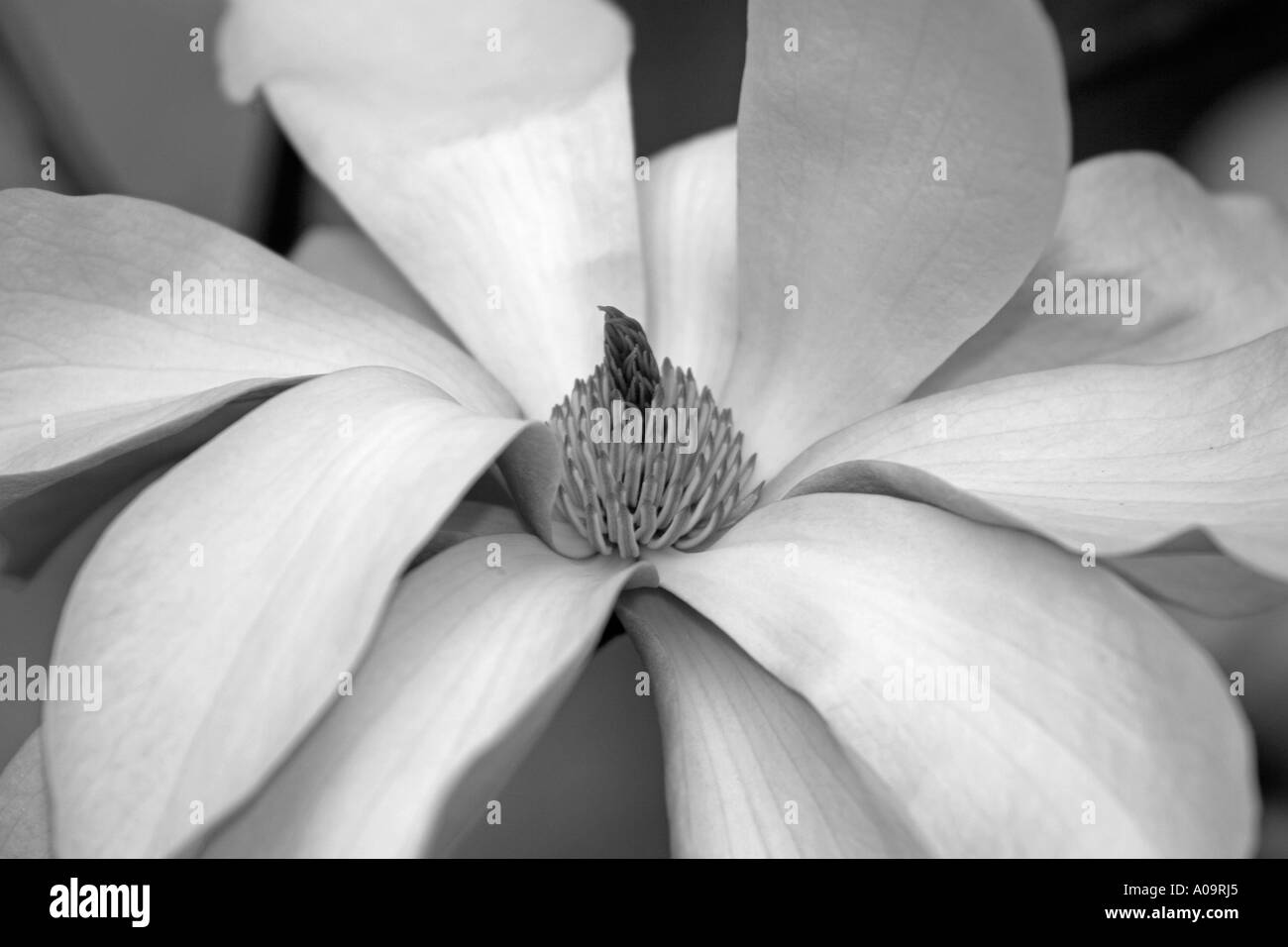 Black tulip magnolia hi-res stock photography and images - Alamy