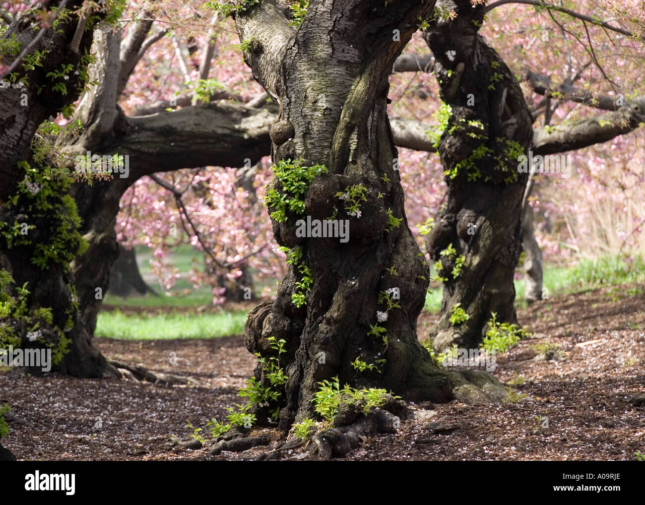 Japanese Cherry Trees Stock Photo - Alamy
