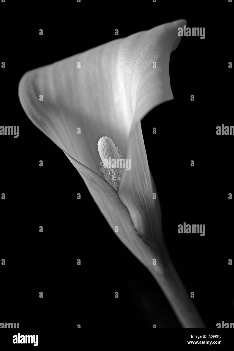 Touch flower Black and White Stock Photos & Images - Alamy