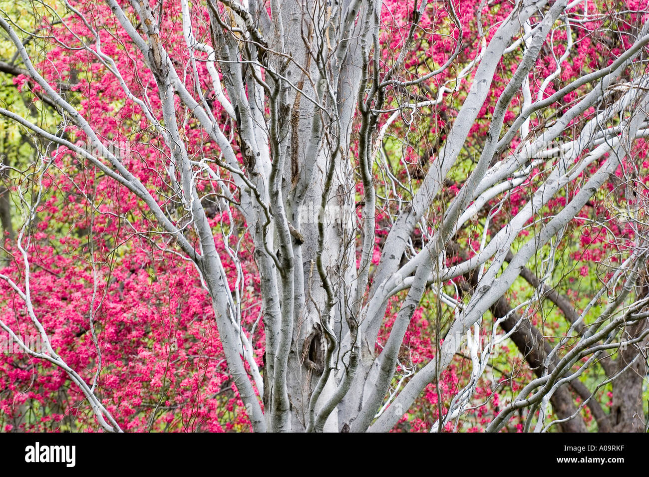 Spring Scene in Central Park New York Stock Photo - Alamy