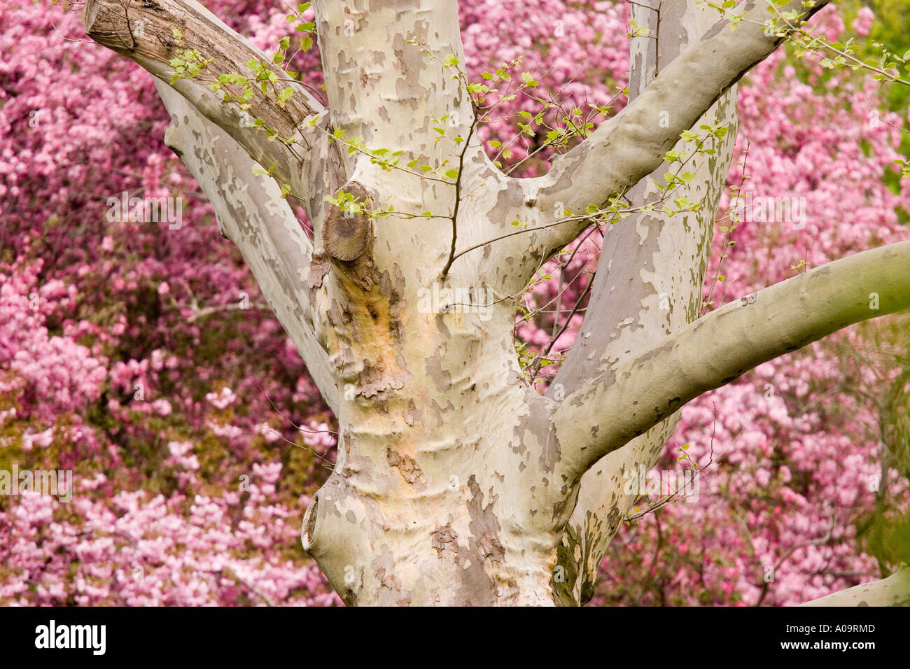 Spring in Central Park with Sycamore tree with cherry blossoms in the ...