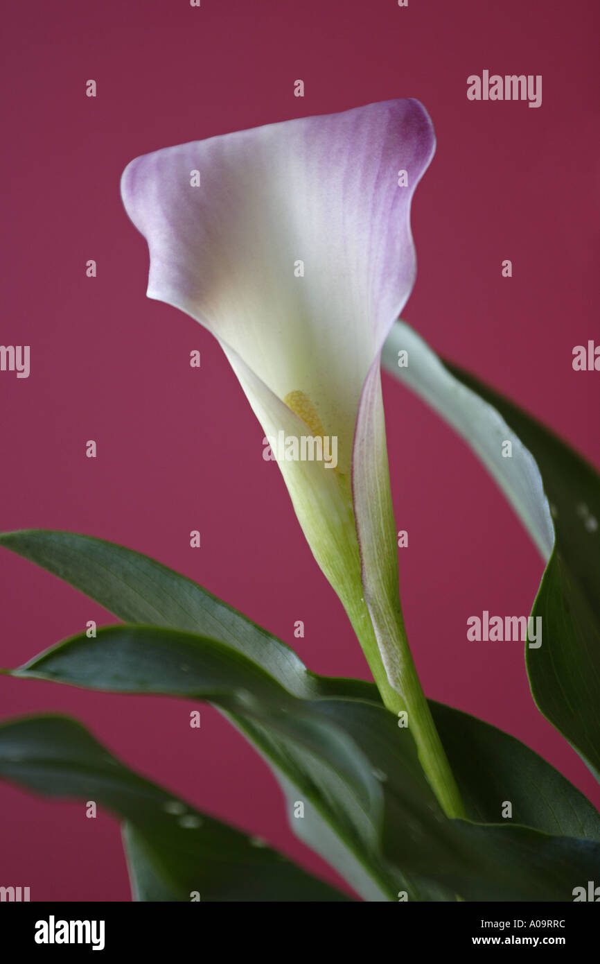 purple calla lily Stock Photo - Alamy