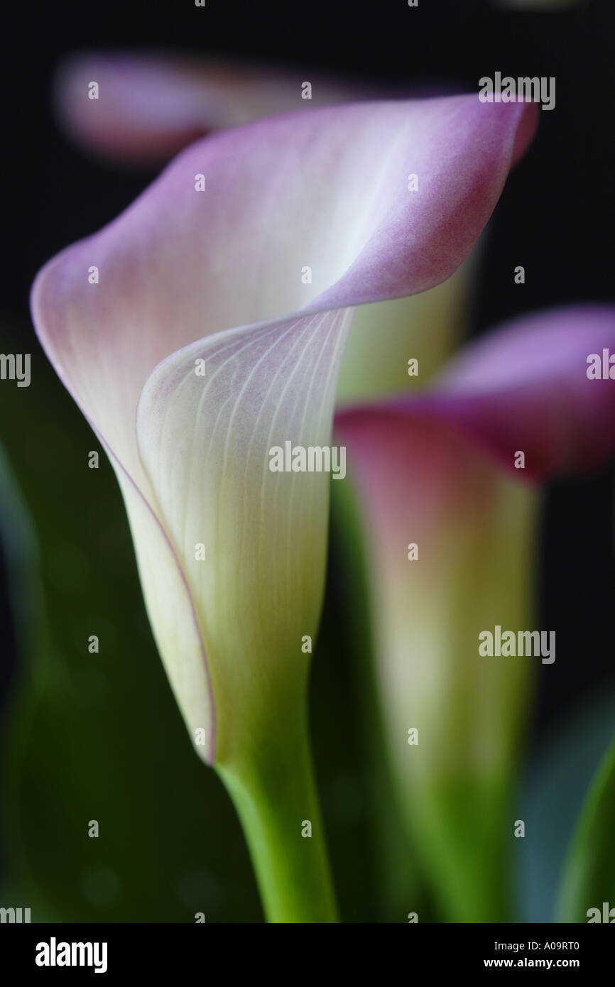 purple calla lily Stock Photo - Alamy