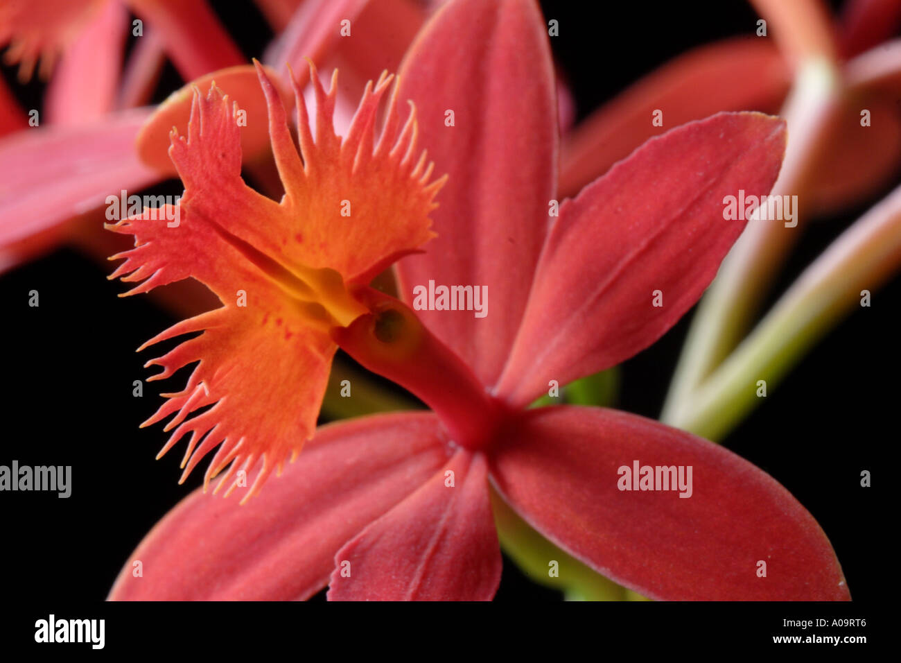 red epidendrum orchid Stock Photo - Alamy
