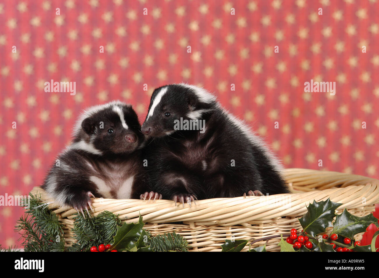 two young striped skunks in basket / Mephitis mephitis Stock Photo - Alamy