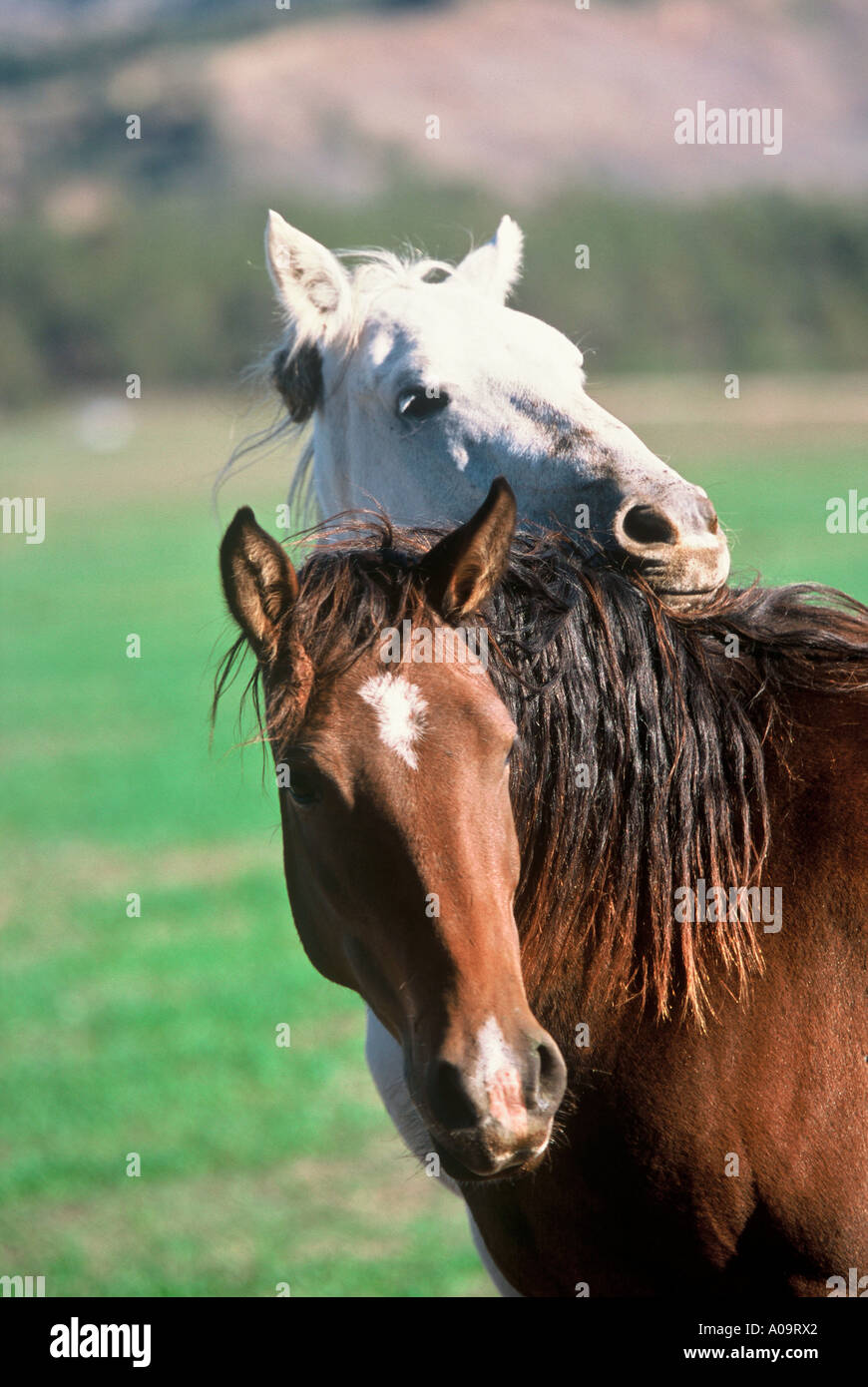 Two wild mustang horses hanging out together in the Black Hills of ...