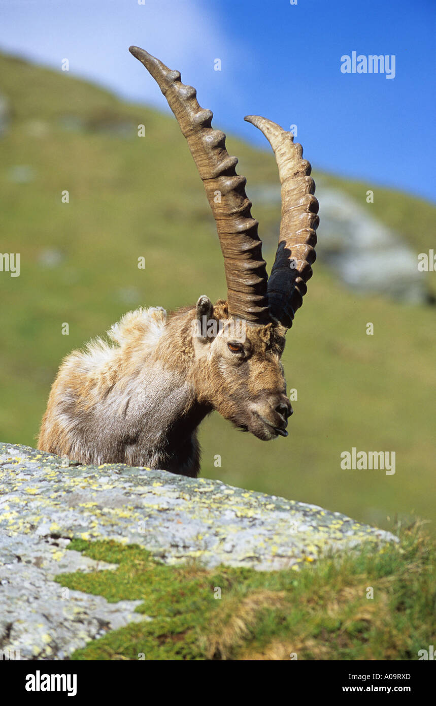 Alpine ibexes capra ibex hi-res stock photography and images - Alamy