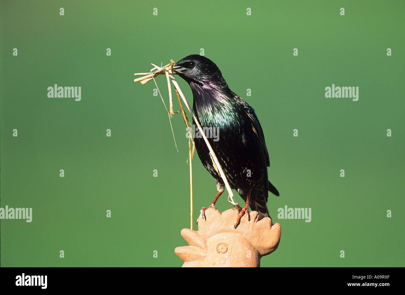 European starling with material for the nest Sturnus vulgaris Stock ...