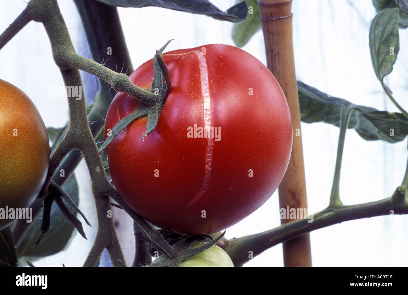 Irregular format hi-res stock photography and images - Alamy