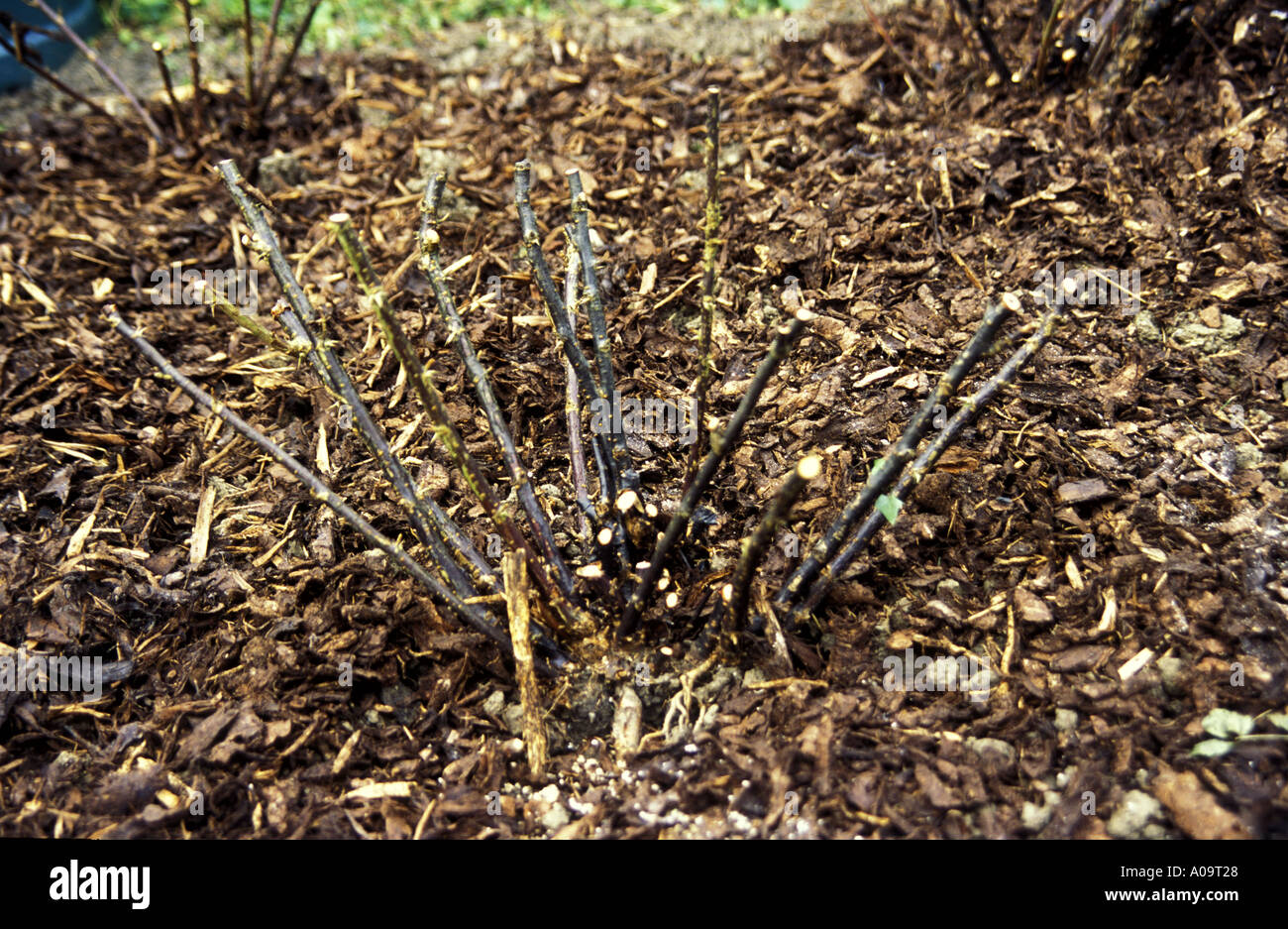 Gooseberry Bushes High Resolution Stock Photography and Images - Alamy