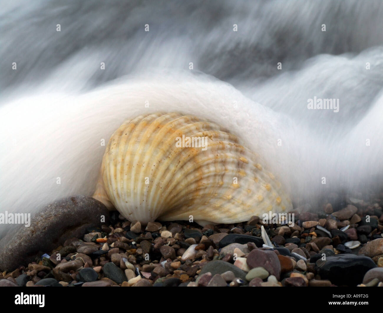 Acanthocardia echinata hi-res stock photography and images - Alamy