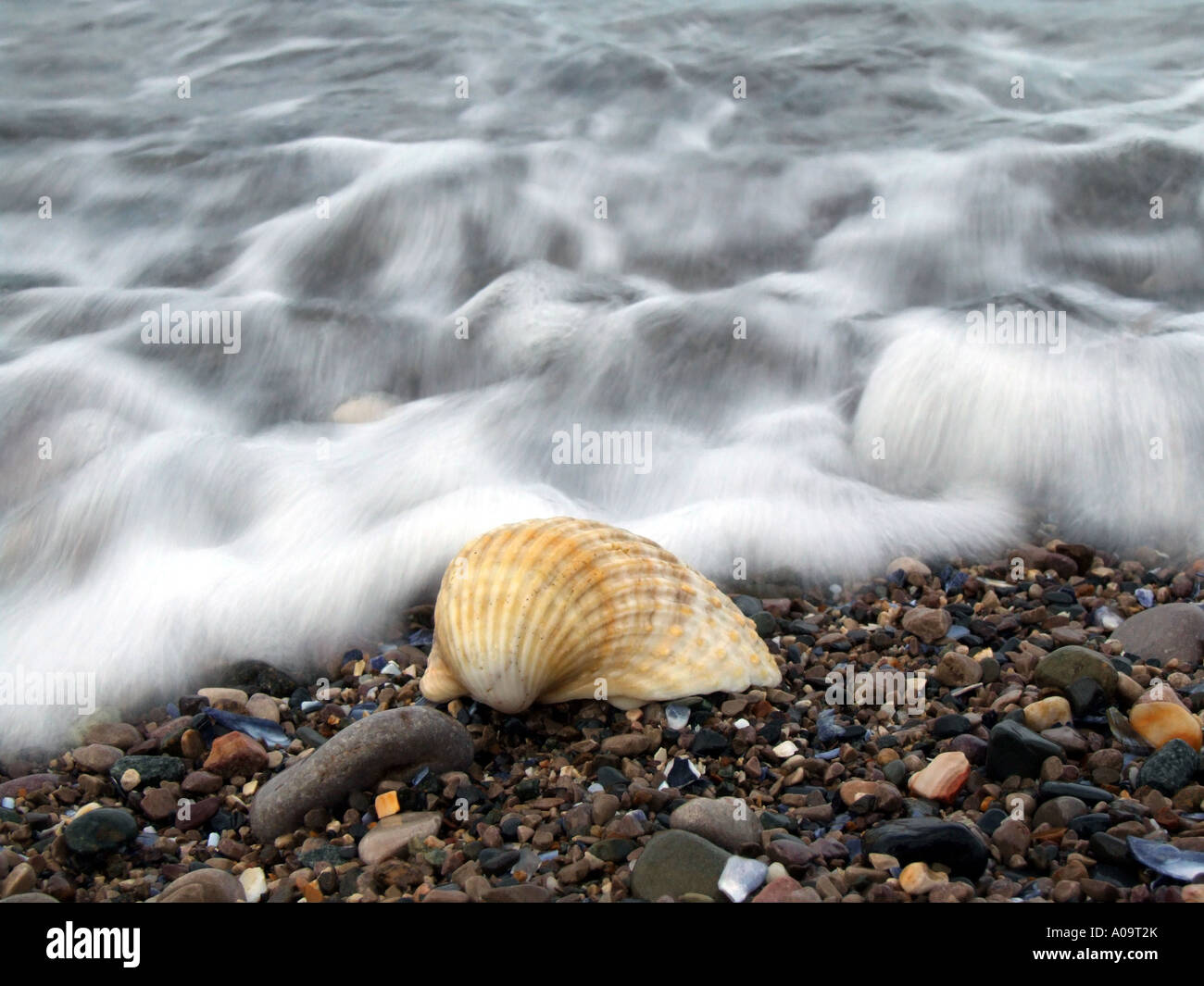 Prickly Cockle shell Stock Photo - Alamy