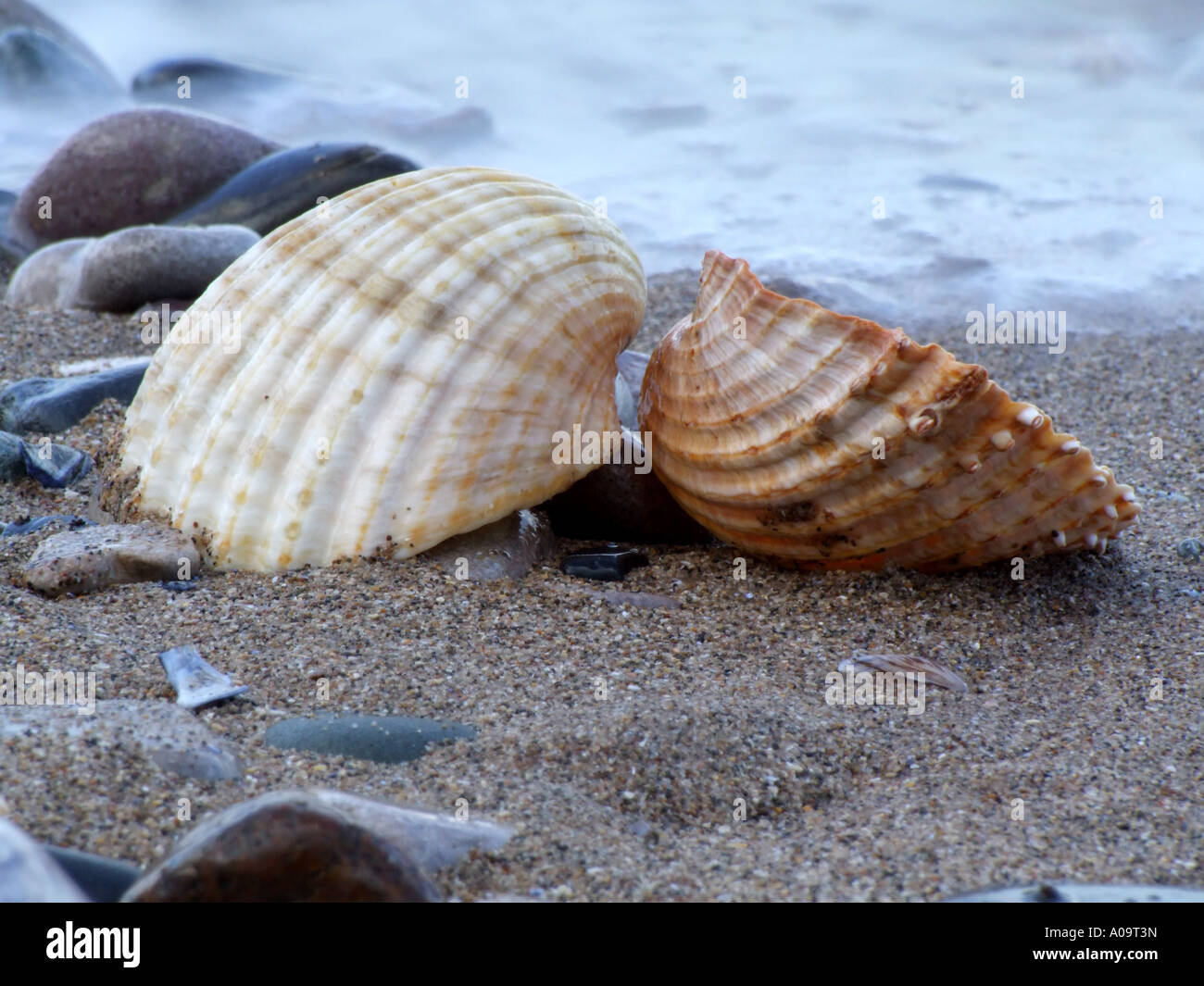 Prickly shells hi-res stock photography and images - Alamy