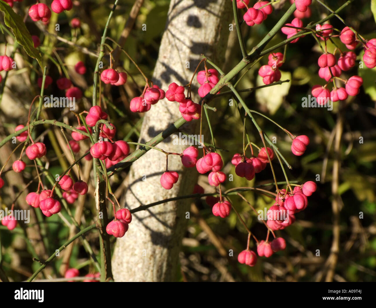 Spindle tree Euonymus europaeus Stock Photo - Alamy