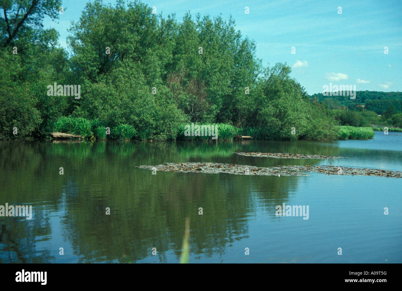 Patching pond Sussex England UK Stock Photo - Alamy