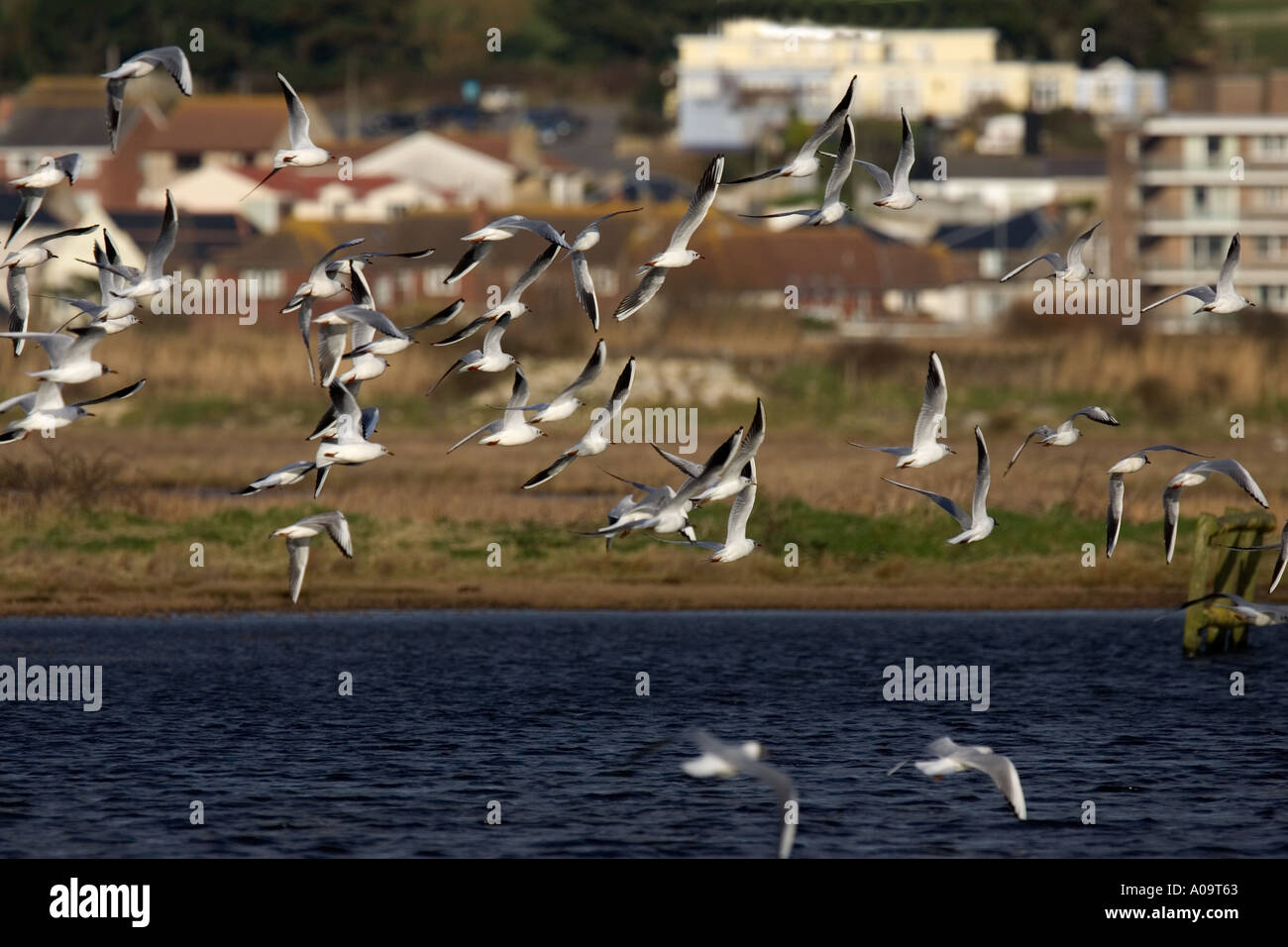Lodmoor rspb hi-res stock photography and images - Alamy