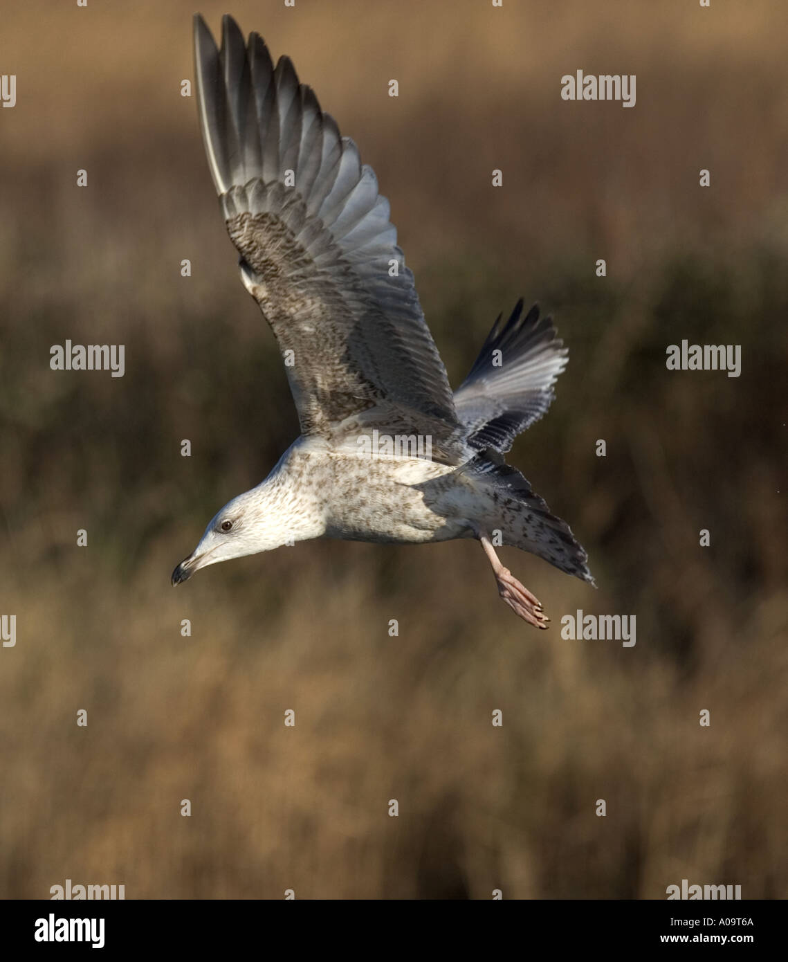 Herring Gull in flight Stock Photo - Alamy