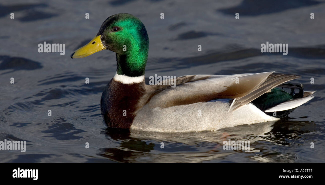 Male mallard colours hi-res stock photography and images - Alamy