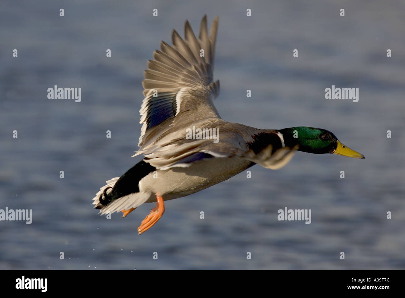 Mallard in flight Stock Photo - Alamy
