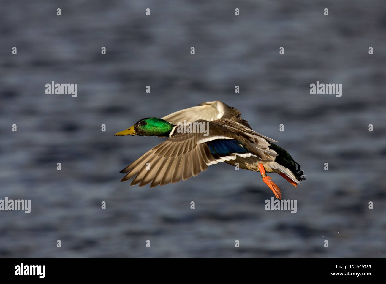 Mallard in flight over water Stock Photo - Alamy