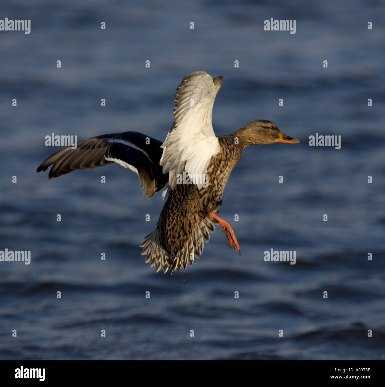 Lodmoor hi-res stock photography and images - Alamy