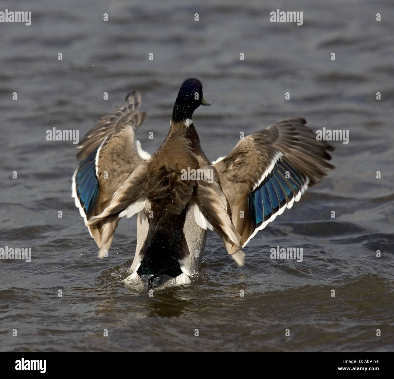 Stretching wings water hi-res stock photography and images - Alamy