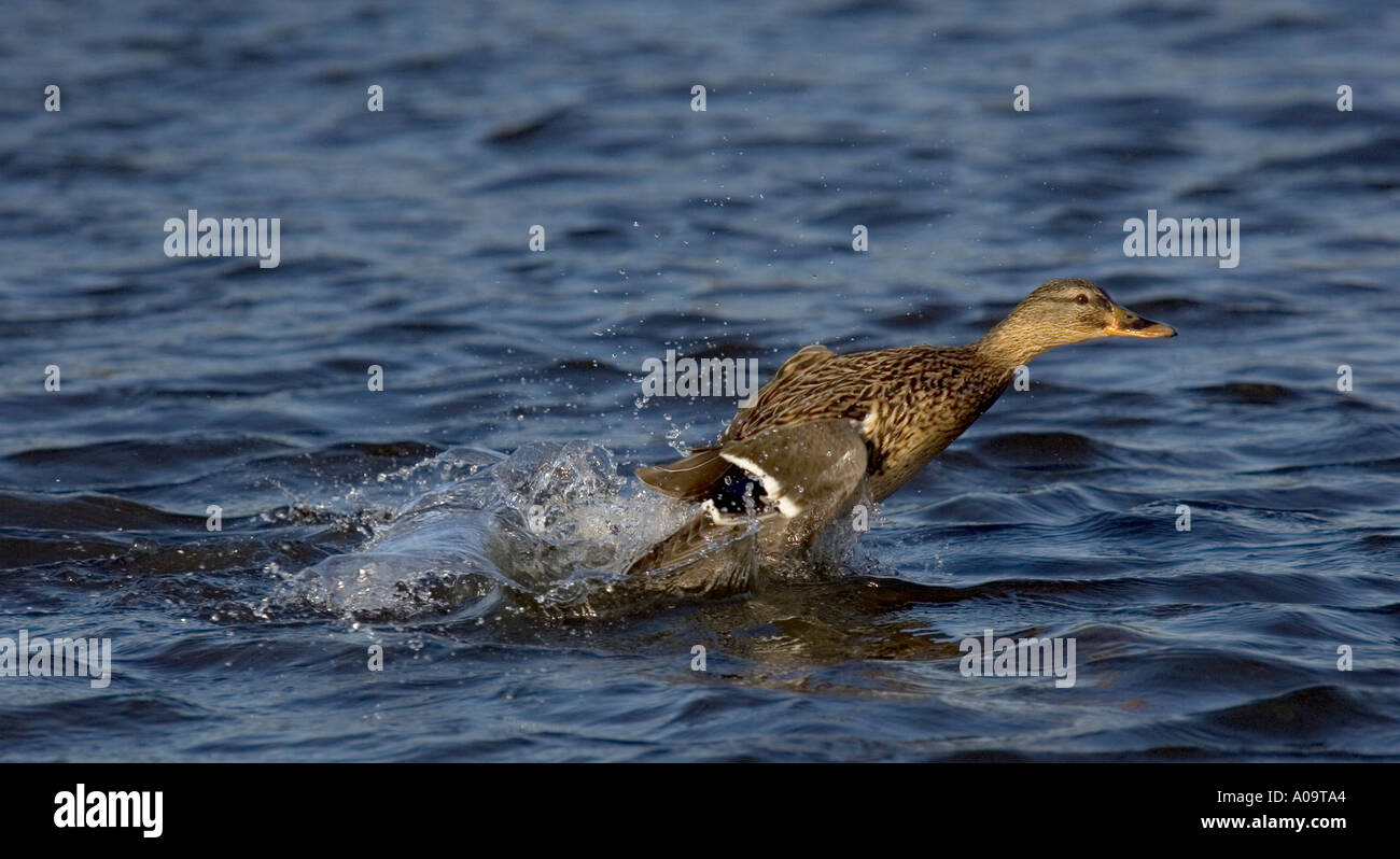 Mallard taking off Stock Photo - Alamy